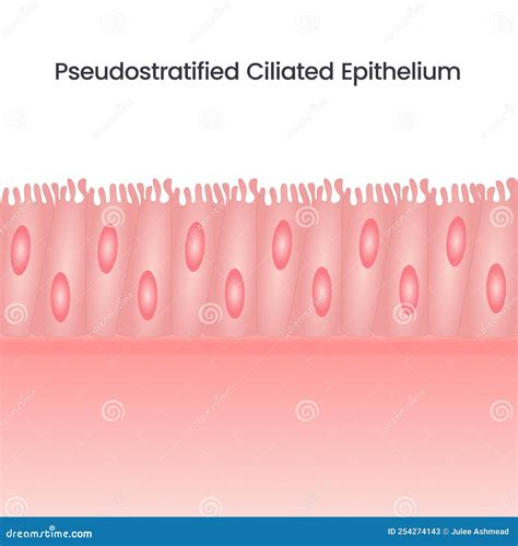 Ciliated Epithelium Labeled