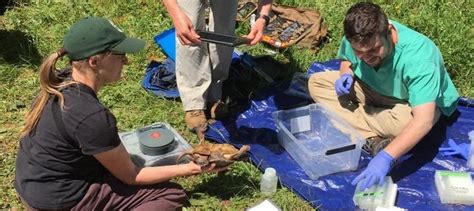 Researchers Identify New Shell Eating Fungus In Turtles The Wildlife