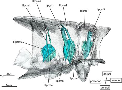 Pleuro Coxal Musculature Of Epiophlebia Laidlawi 3d Reconstruction Download Scientific