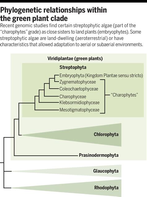 Land Plant Phylogenetic Tree