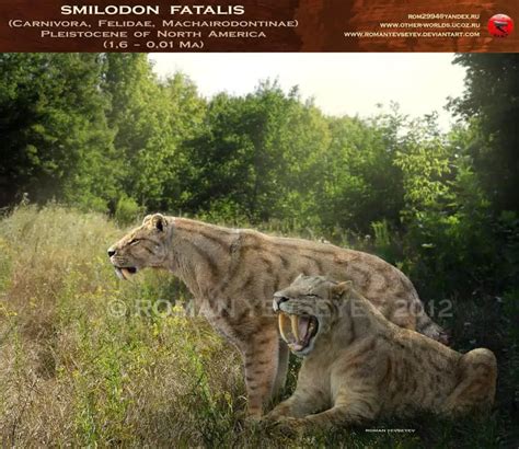 Smilodon Dinosaurs Pictures And Facts