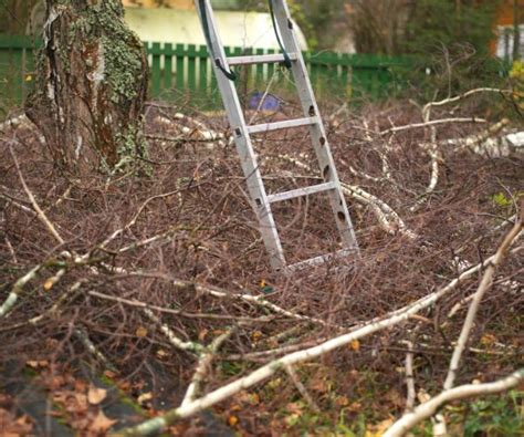 Ipswich Tree Removal Tree Topping Pruning And Trimming