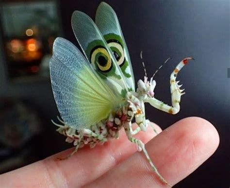 Top 17 Most Beautiful And Most Amazing Insects And Bugs In The World