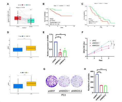 Clinical Correlation Analysis And In Vitro Experiment Analysis Of Mxd3 Download Scientific