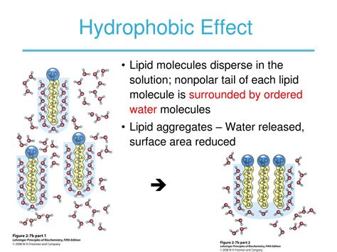 Hydrophobic Effect Examples At Donna Hood Blog