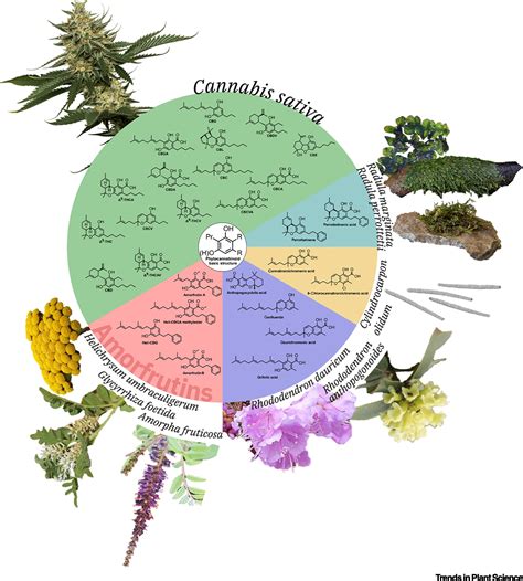 Phytocannabinoids Origins And Biosynthesis Cannabis The Original