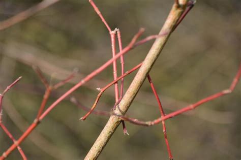 Premium Photo Close Up Of Red Twig On Branch