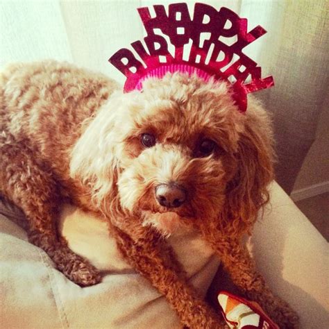 Cockapoo Cockapoo Teddy Bear Teddy