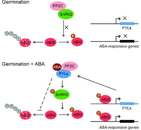 A Working Model For The Cooperation Of Pyls And Abi5 In Seed