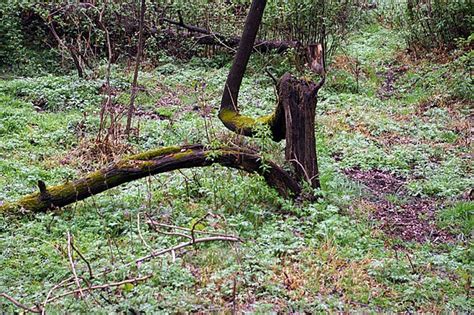 Split Line PNG Transparent Small Tree Split Line Dividing Line Small Trees Cartoon PNG Image