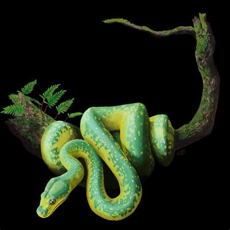 Best Green Tree Python Images On Pholder Nature Is Fucking Lit Reptiles And Pics