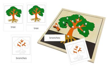 Parts Of A Tree Part Cards Montessori Nomenclature By IFIT Montessori
