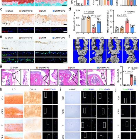Transient Receptor Potential Vanilloid 1 Trpv1 Plays An Download Scientific Diagram