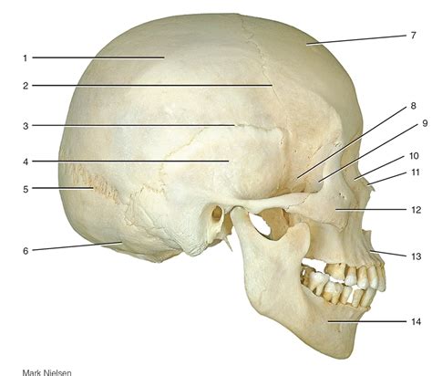 Diagram Of Skull Lateral Quizlet