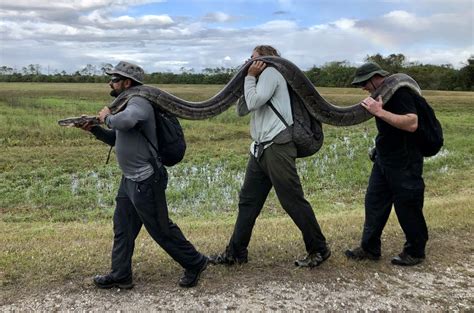 Conservancy Captures Most Massive Burmese Python In Florida