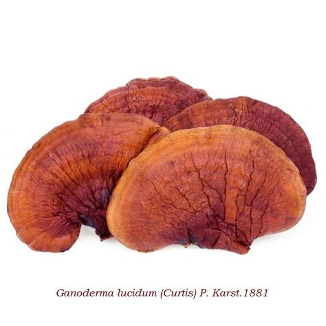 Ganoderma Lucidum Systematics Habitat Recognition