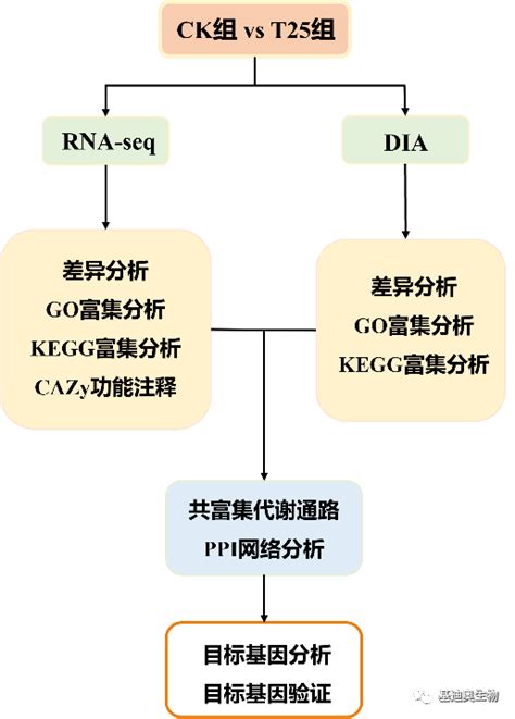 转录组多组学 如何用“转录组 蛋白组”常规分析思路发高分好文 基因 富集 研究