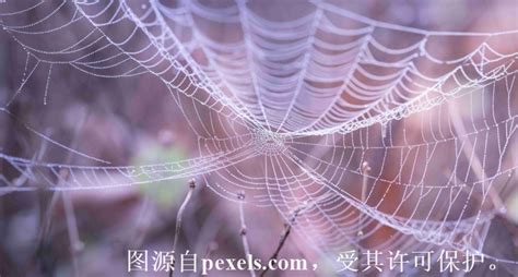 Centos7单台服务器搭建fastdfs Nginx 虚拟主机知识