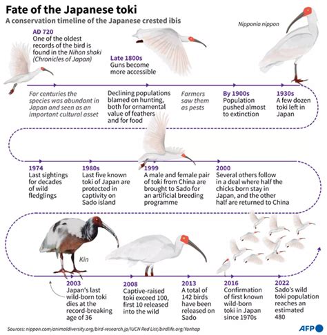 Toki Japans ‘mythical Bird Brought Back From The Brink Of Extinction