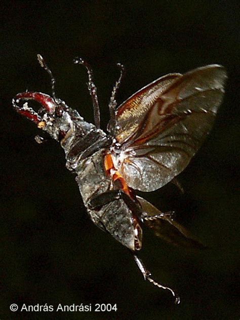 Flying Stag Beetles