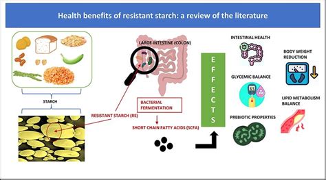 Everything You Need To Know About Resistant Starch