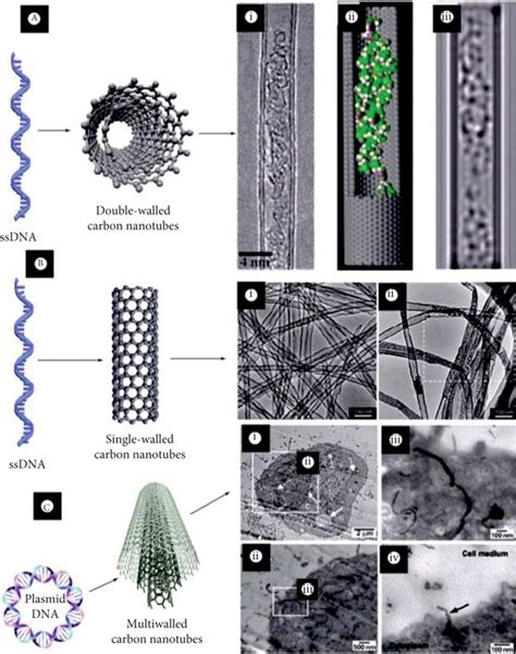Dna Encapsulation And Gene Transition A Double Walled Nanotubes Of Download Scientific