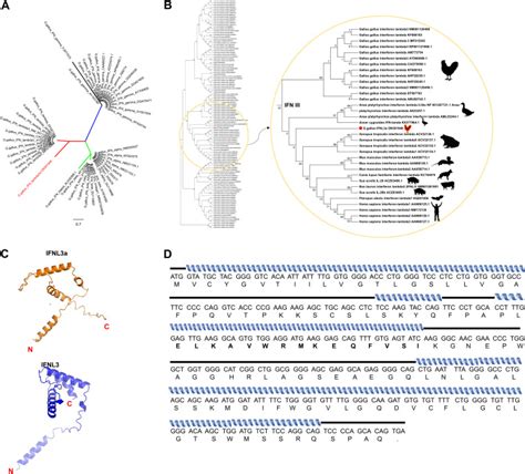 Identification Of A Novel Interferon Lambda Splice Variant In Chickens Pmc