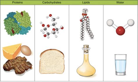 Introduction To Nutrients Human Nutrition