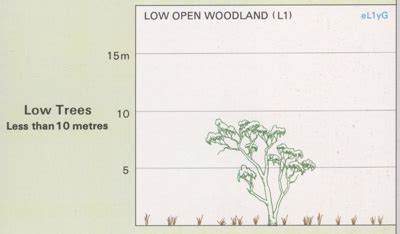 Acacia Open Woodlands Australian Vegetation