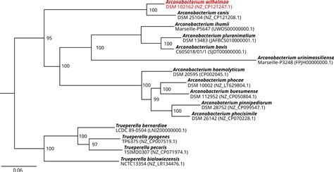 Complete Genome Sequence Of Arcanobacterium Wilhelmae Strain Dsm 102162 Isolated From The