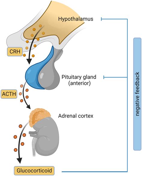 Hypothalamic Pituitary Adrenal Hpa Axis The Outline Of The Hpa Axis