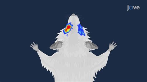 Video Bioluminescence Imaging In An Eae Mouse Model Experiment