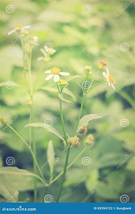 Beautiful Single Flower Grass Tridax Procumbens Or Coatbuttons Or