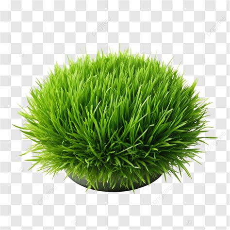 شجيرة العشب الأخضر عشب صورة ظلية العشب كرتون العشب Png صورة للتحميل