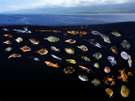 Hidden World Just Below The Surface Scientists Discover Ocean Surface Slicks” Are Nurseries