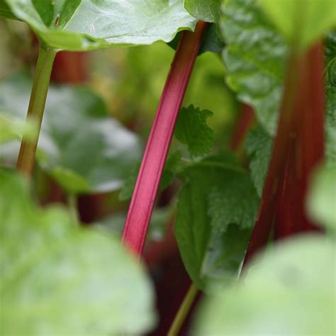 Raspberry Red Rhubarb Plant Roots Plants