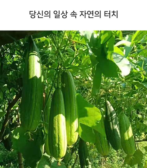 천연수세미 온채널