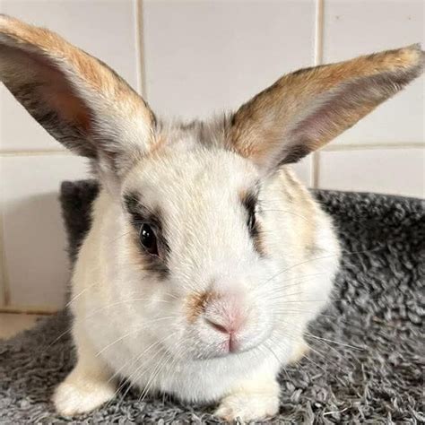 Bunnies For Adoption Lucky Bunny And Friends Rescue