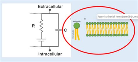 Neur 405 Lecture Notes Flashcards Quizlet