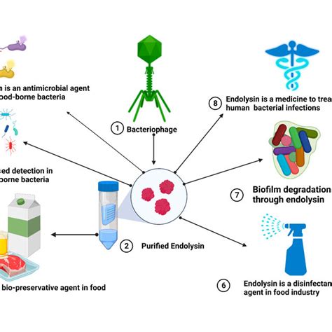 The Applications Of Bacteriophage Derived Endolysins Download Scientific Diagram