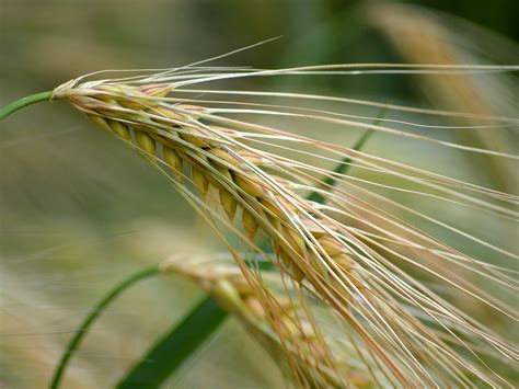 Frühblüher Gerste Pflanzenforschungde