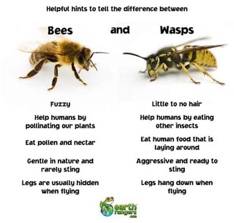 The Ultimate Guide To British Bees And How To Protect Them Diy Garden