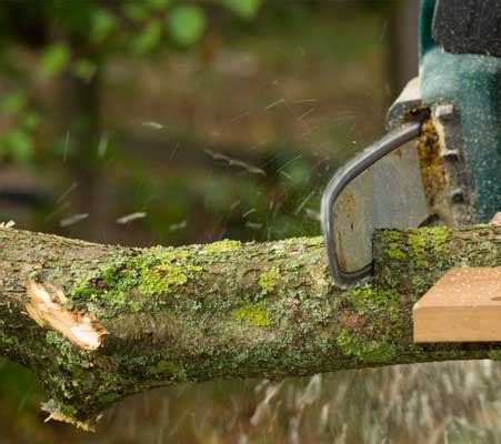 Tree Cutting Service Canberra
