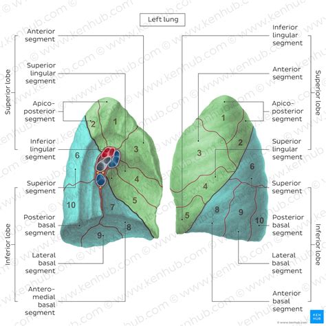 Bronchopulmonary Segment
