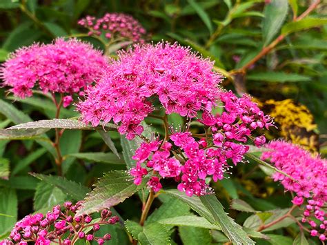 Anthony Waterer Spirea Spiraea Japonica Anthony Waterer Spirea From
