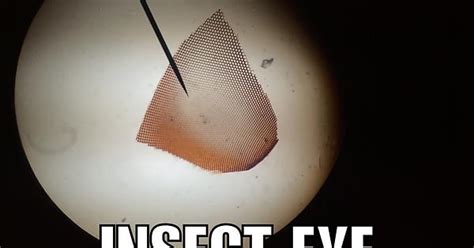 Microscope Album On Imgur