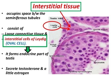 Histology Of Testes And Epididymis