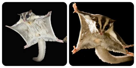 Petauros Del Azúcar Información Básica Todo Mascotas Petauros