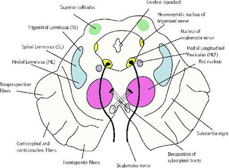 Corpora Quadrigemina Functions And Characteristics Visual Cortex