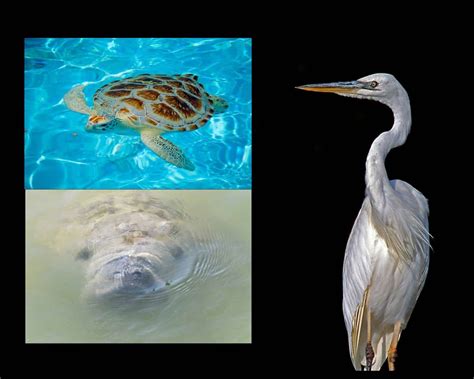 Florida Keys Wildlife 12 Animals Not To Miss And When To See Them
